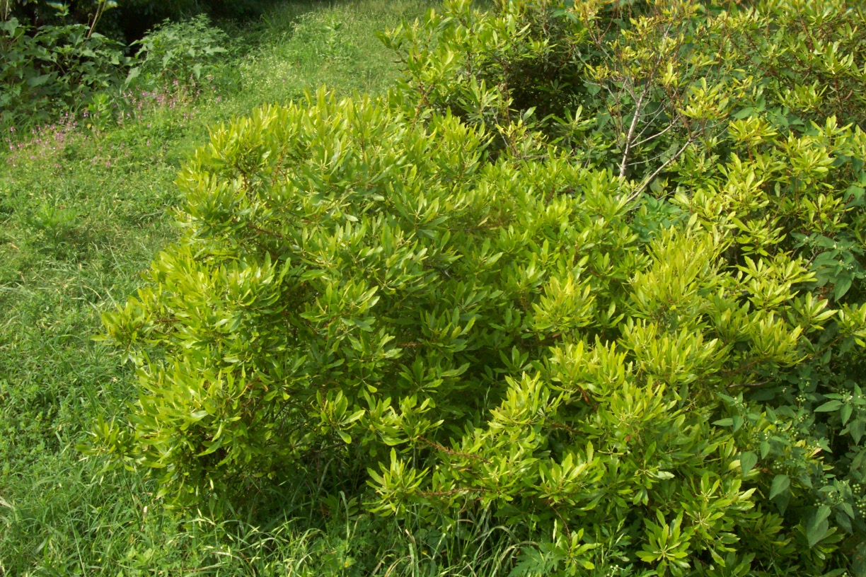 Southwest Bernardia, Desert Myrtle Croton – stxflora