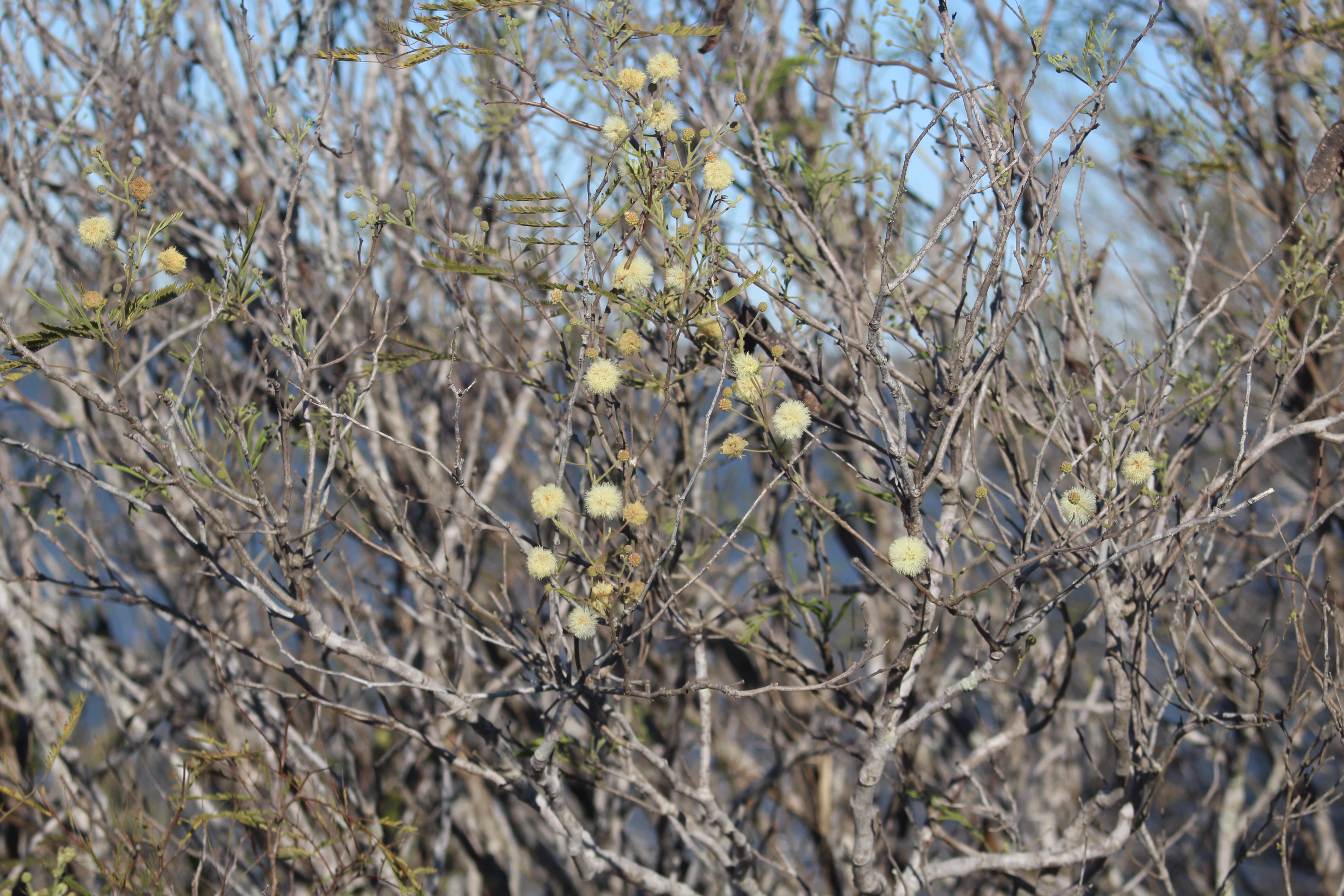 White Lead Tree, Popinac – stxflora