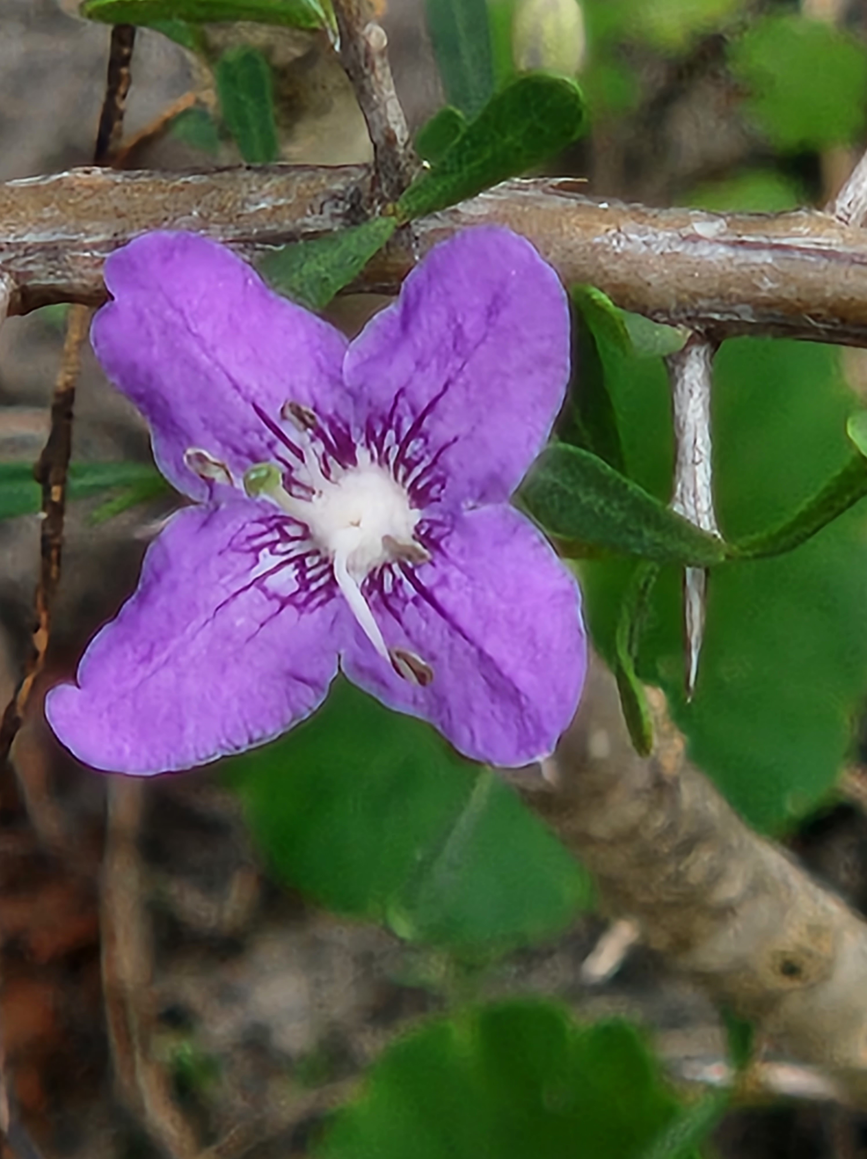 Wolfberry, Carolina; Christmas Berry; Cilindrillo – stxflora