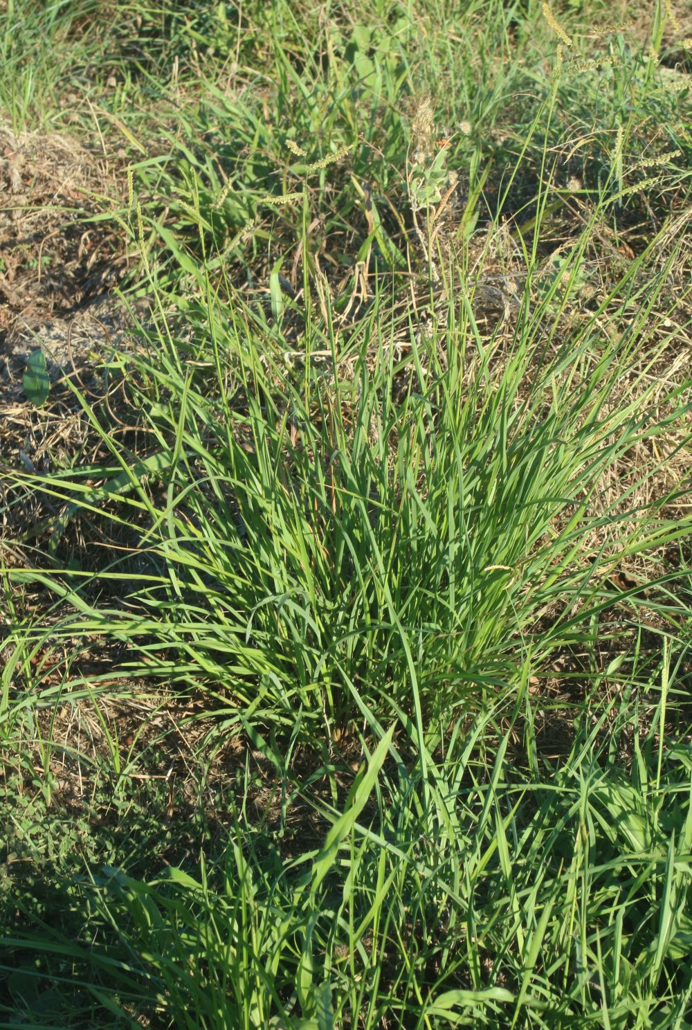 Brownseed Paspalum; Plaited Paspalum; Brownseed Crowngrass – stxflora