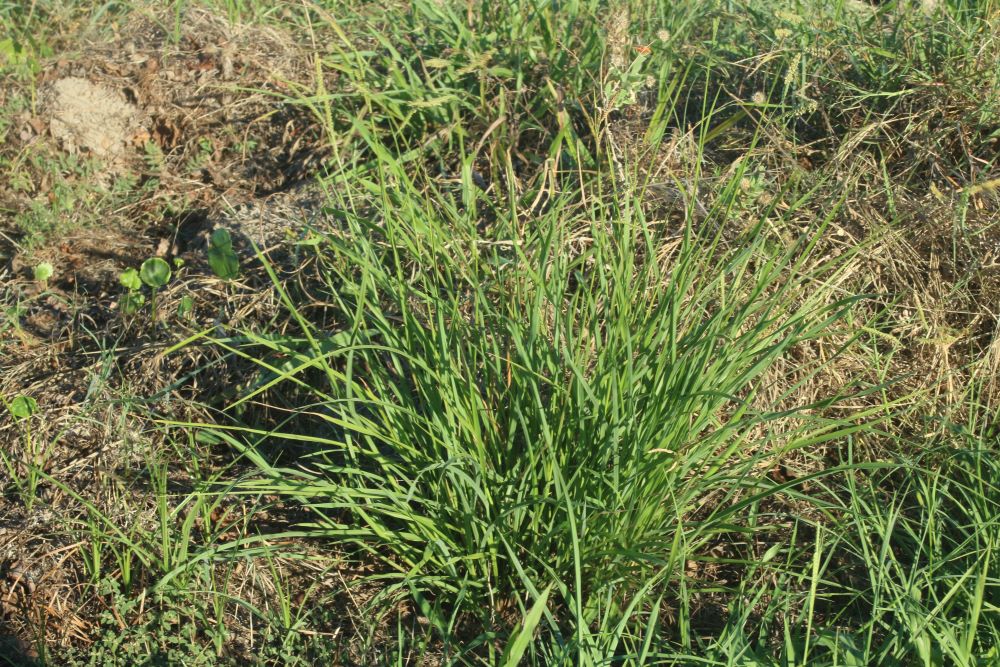 Brownseed Paspalum; Plaited Paspalum; Brownseed Crowngrass – stxflora