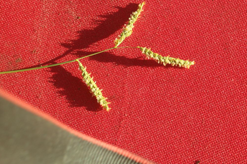 Brownseed Paspalum; Plaited Paspalum; Brownseed Crowngrass – stxflora