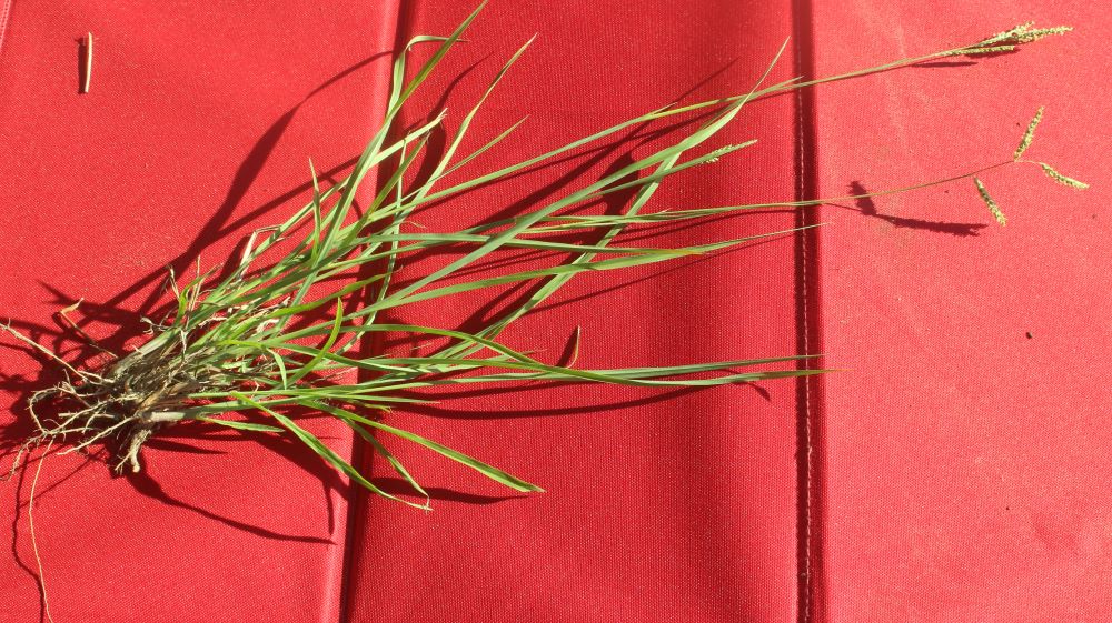Brownseed Paspalum; Plaited Paspalum; Brownseed Crowngrass – stxflora