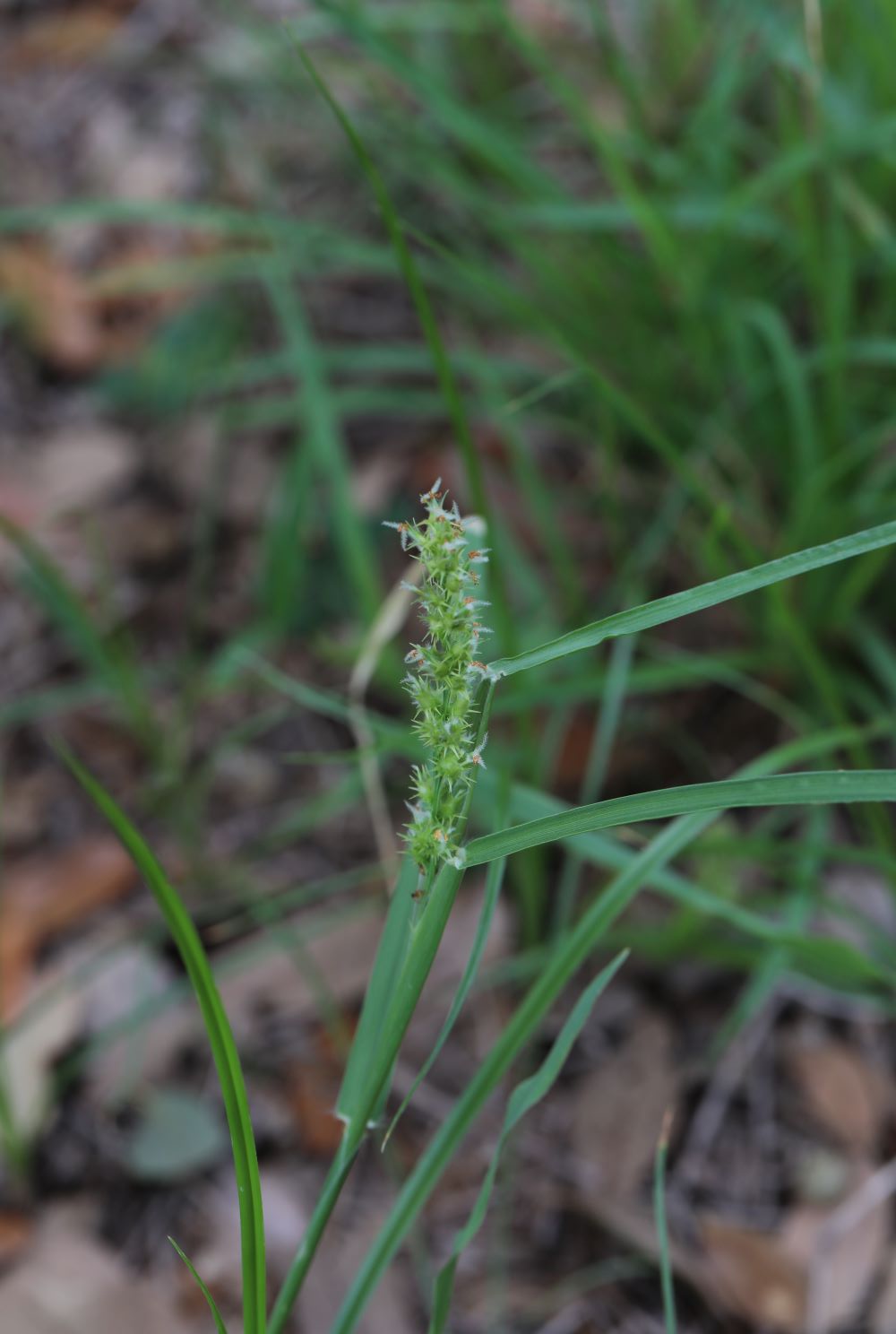Coastal Sandbur – stxflora