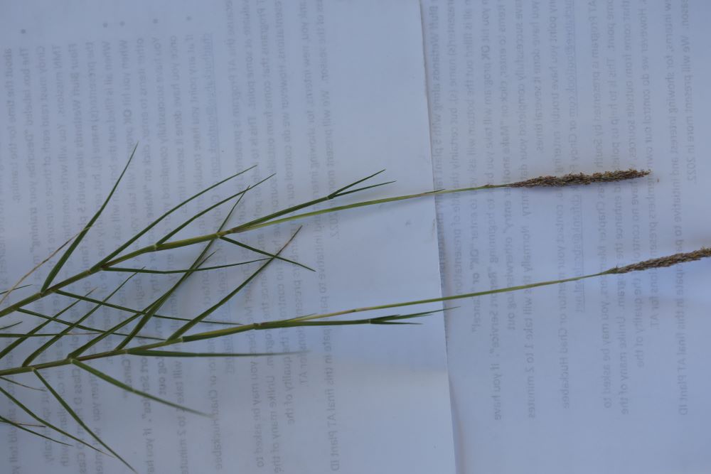 Virginia Dropseed; Seashore Dropseed; Seashore Rushgrass – stxflora