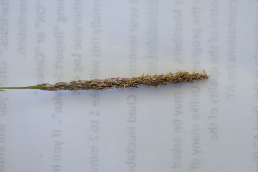 Virginia Dropseed; Seashore Dropseed; Seashore Rushgrass – stxflora