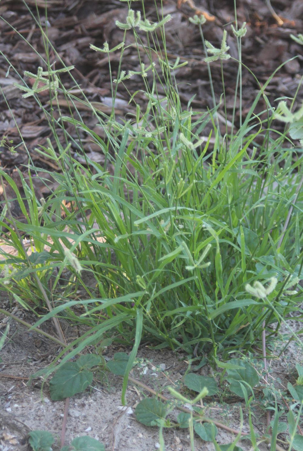 Durban Crowfoot; Crowfoot; Egyptian Crowfoot – stxflora