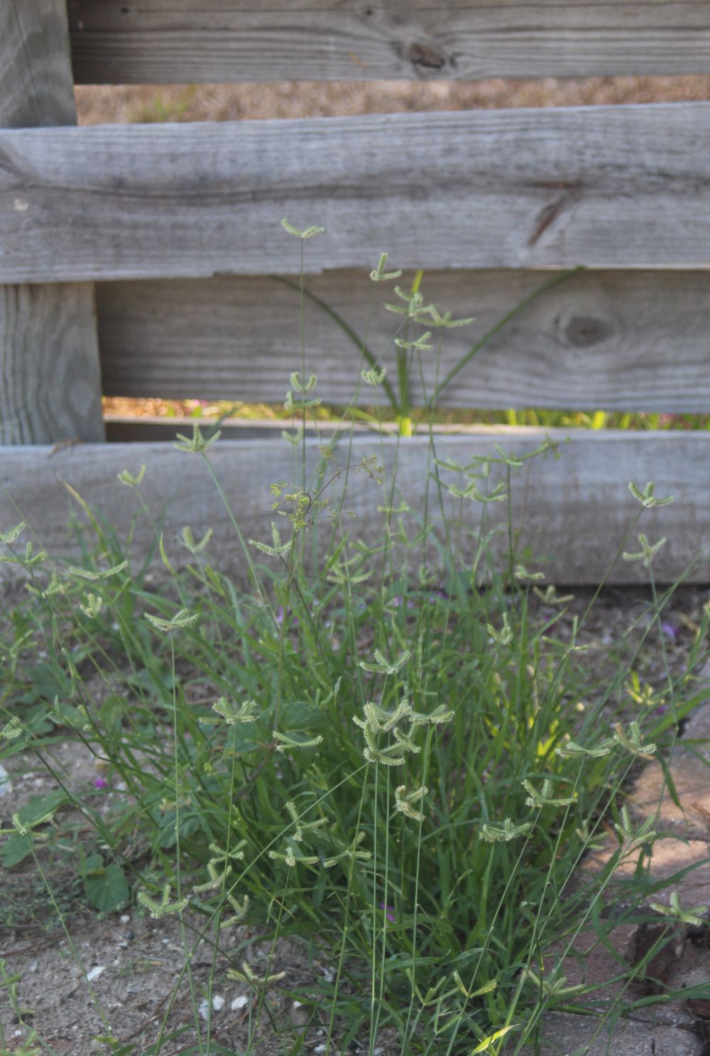 Durban Crowfoot; Crowfoot; Egyptian Crowfoot – stxflora