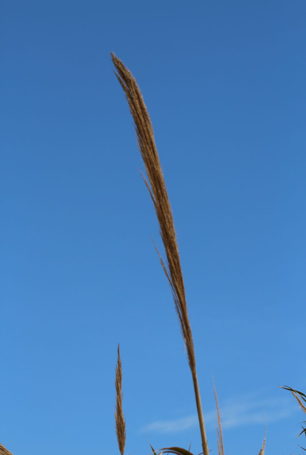Giant Cane; Giant Reed – stxflora