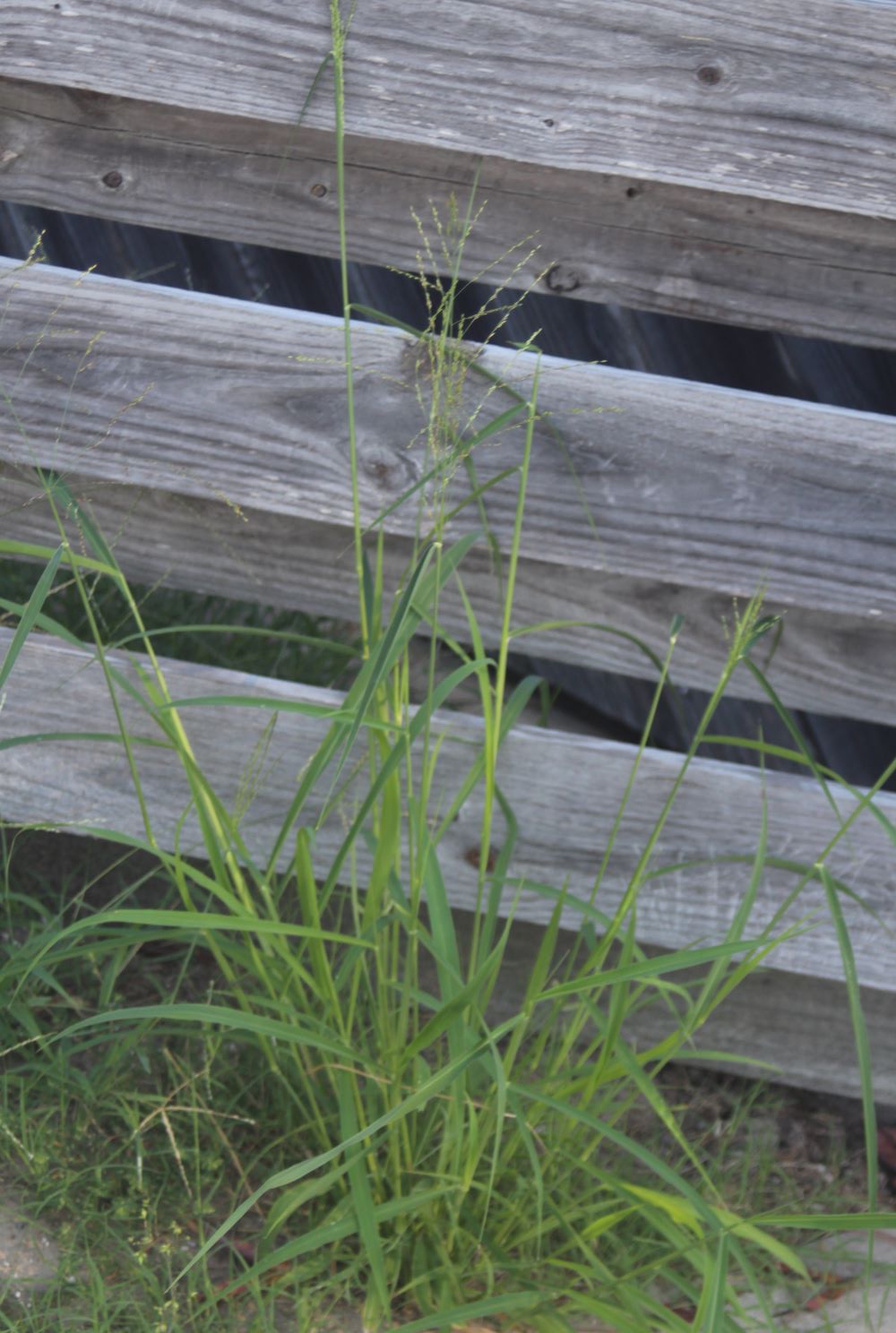 Guinea Grass – stxflora