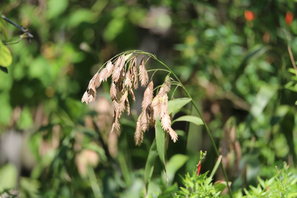 Inland Sea Oats; Broadleaf Chasmanthium; Creek Oats; Indian Woodoats ...
