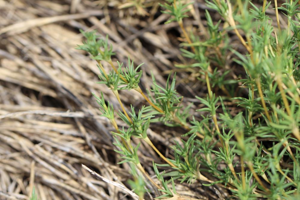 Key grass; Shoregrass; Salt-flat Grass – stxflora