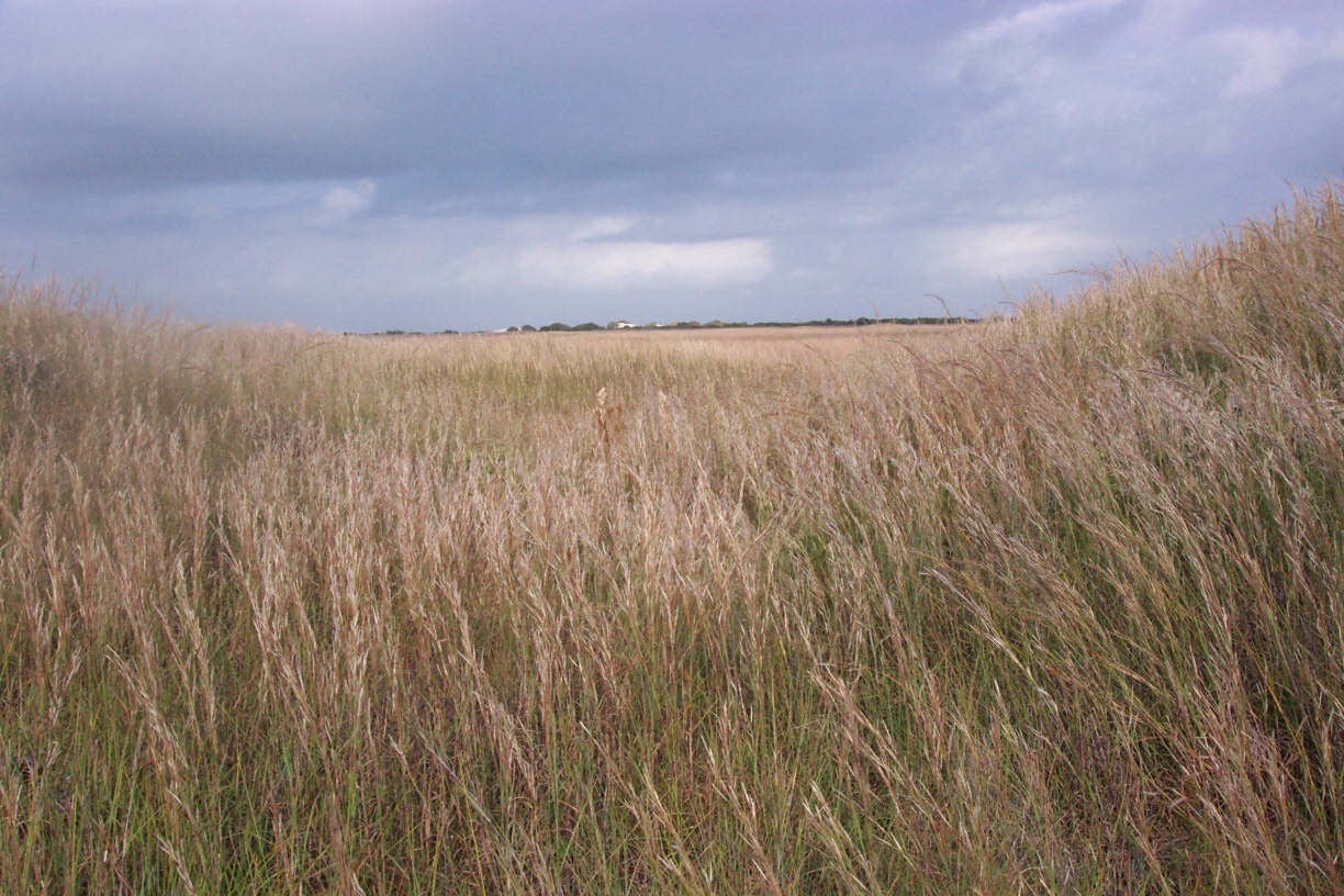 Common Grasses & Grass-like Plants – stxflora
