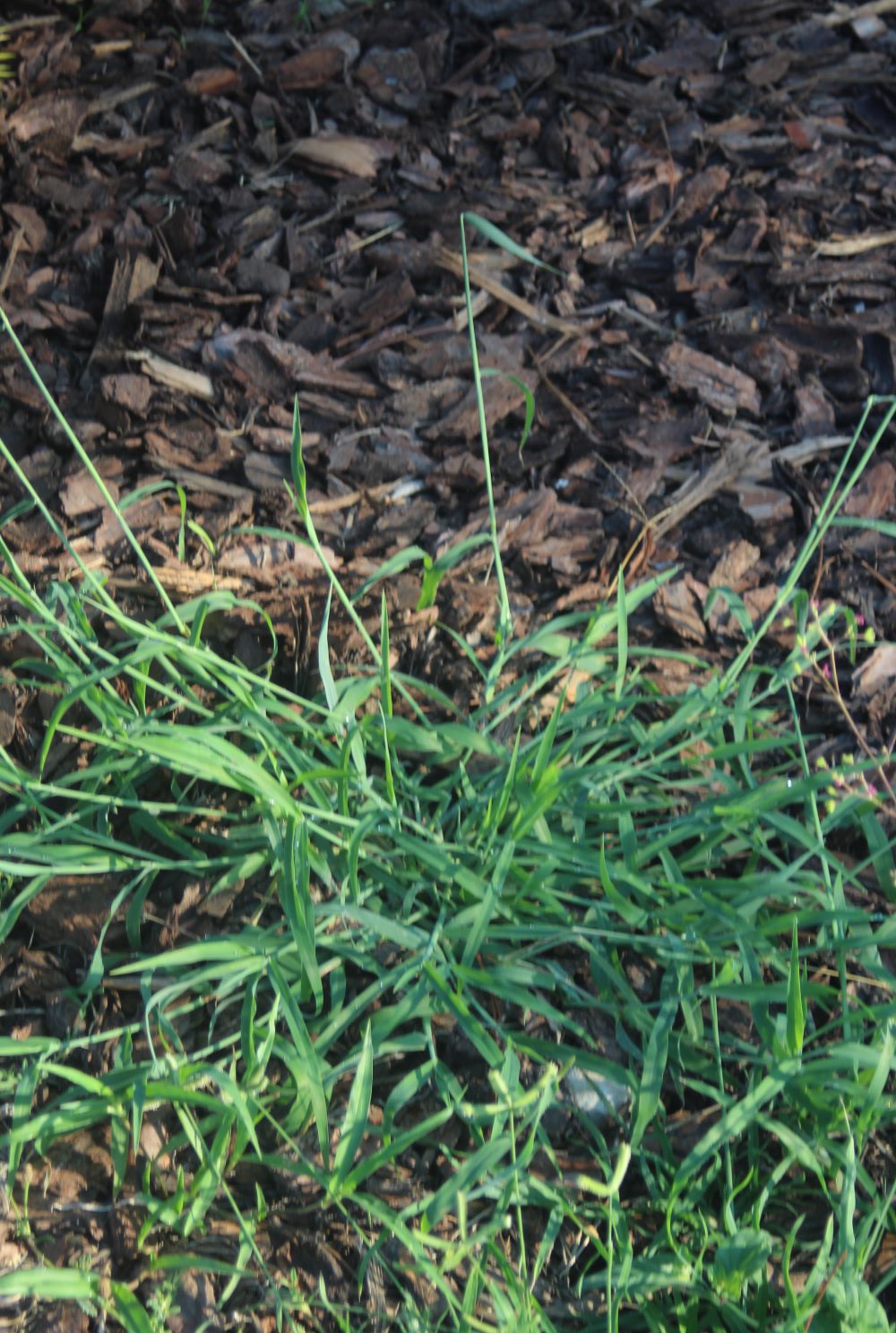 Texas Signalgrass Texas Millet; Concho; Colorado Grass – stxflora