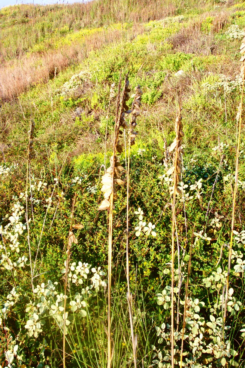 Sea Oats – stxflora