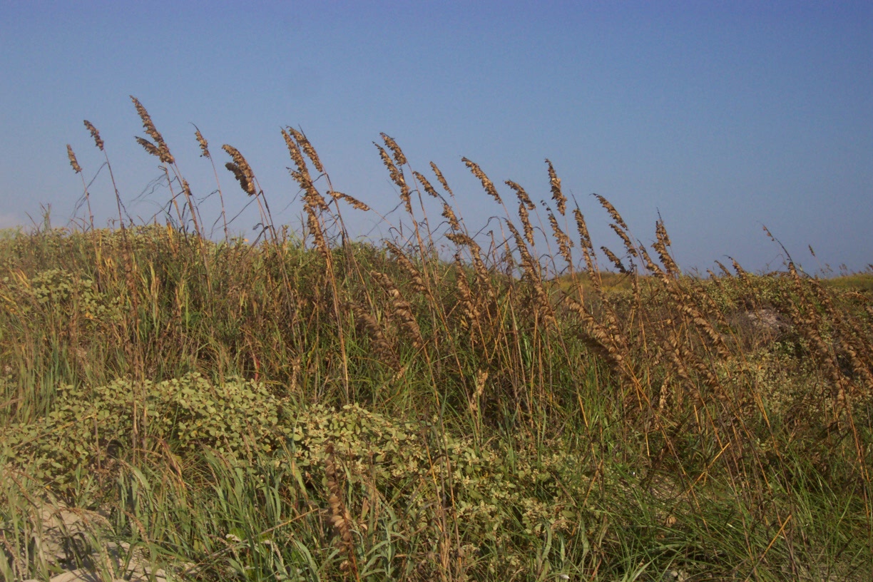 Sea Oats – stxflora