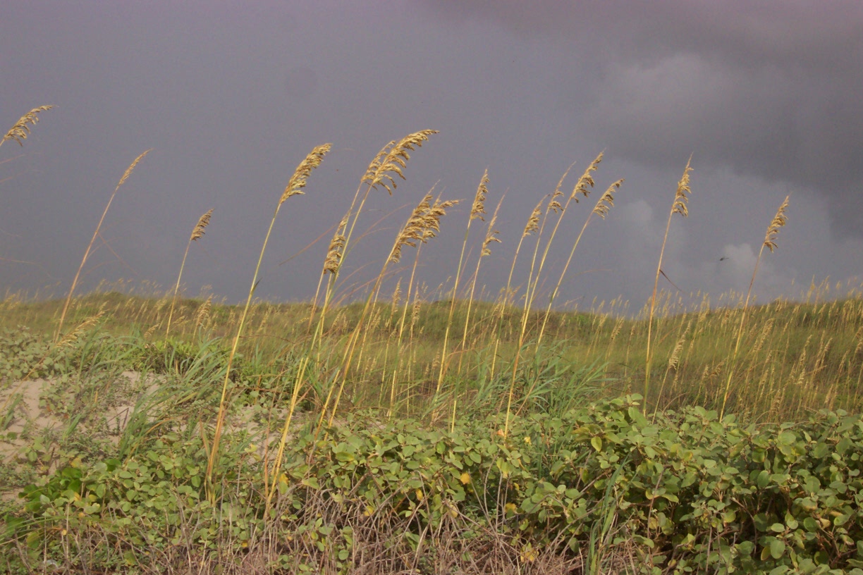 Sea Oats – stxflora