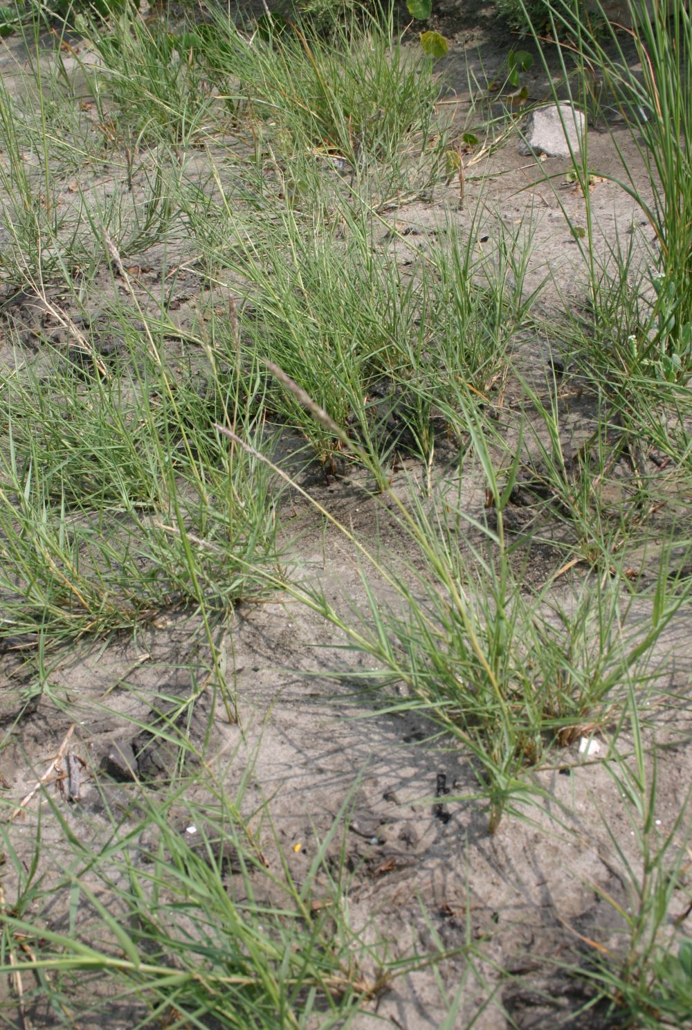 Virginia Dropseed; Seashore Dropseed; Seashore Rushgrass – stxflora