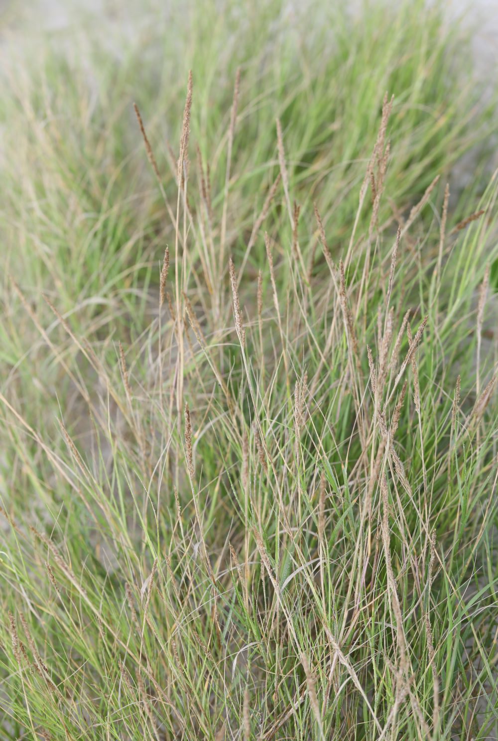 Virginia Dropseed; Seashore Dropseed; Seashore Rushgrass – stxflora