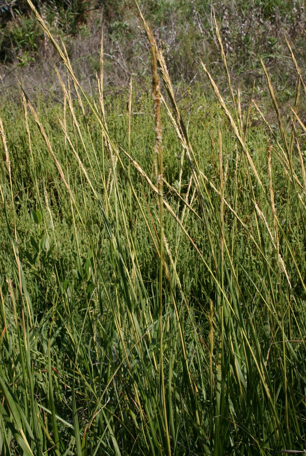 Virginia Dropseed; Seashore Dropseed; Seashore Rushgrass – stxflora