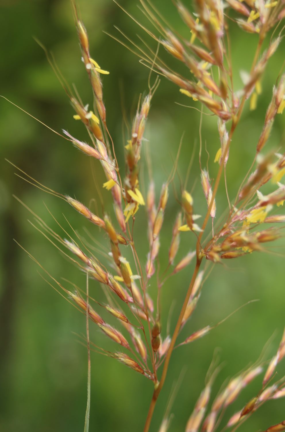 Yellow Indian grass – stxflora