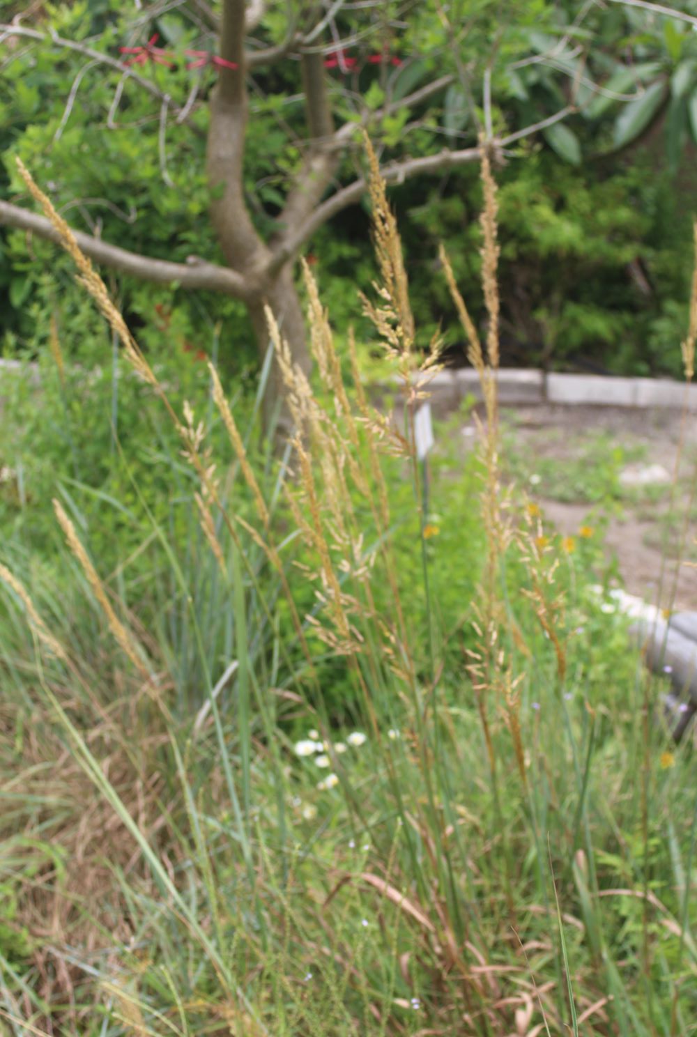 Yellow Indian grass – stxflora
